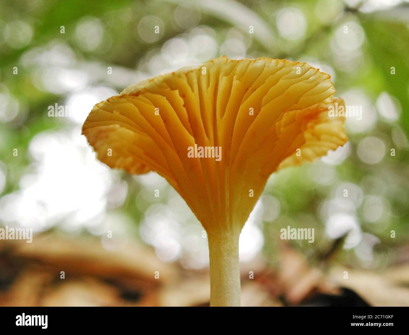 Mushrooms are a form of fungi found in natural settings around the ...
