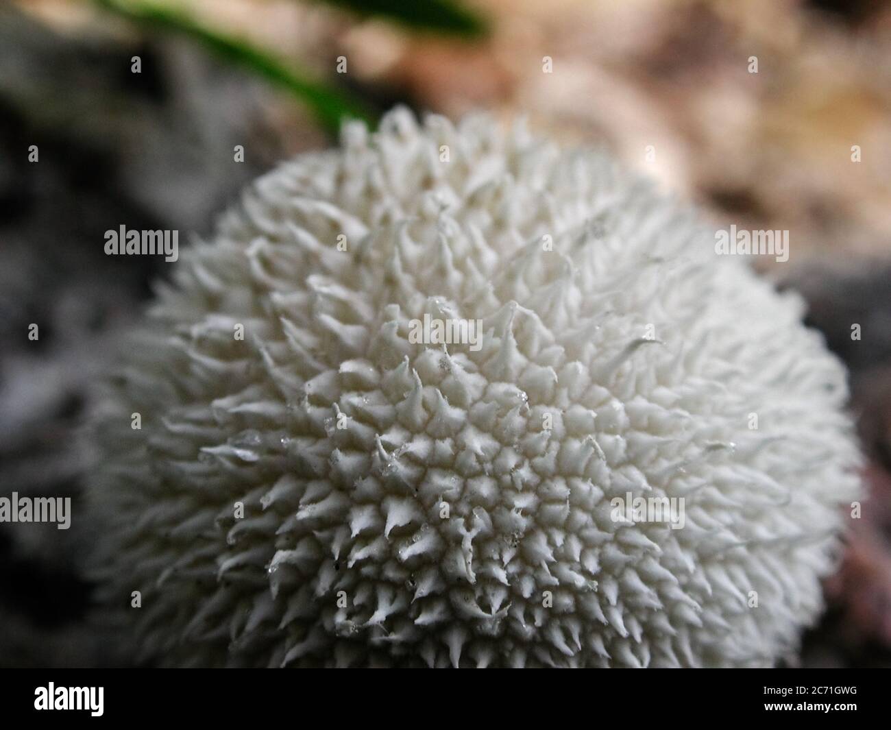 Lycoperdaceae hi-res stock photography and images - Alamy