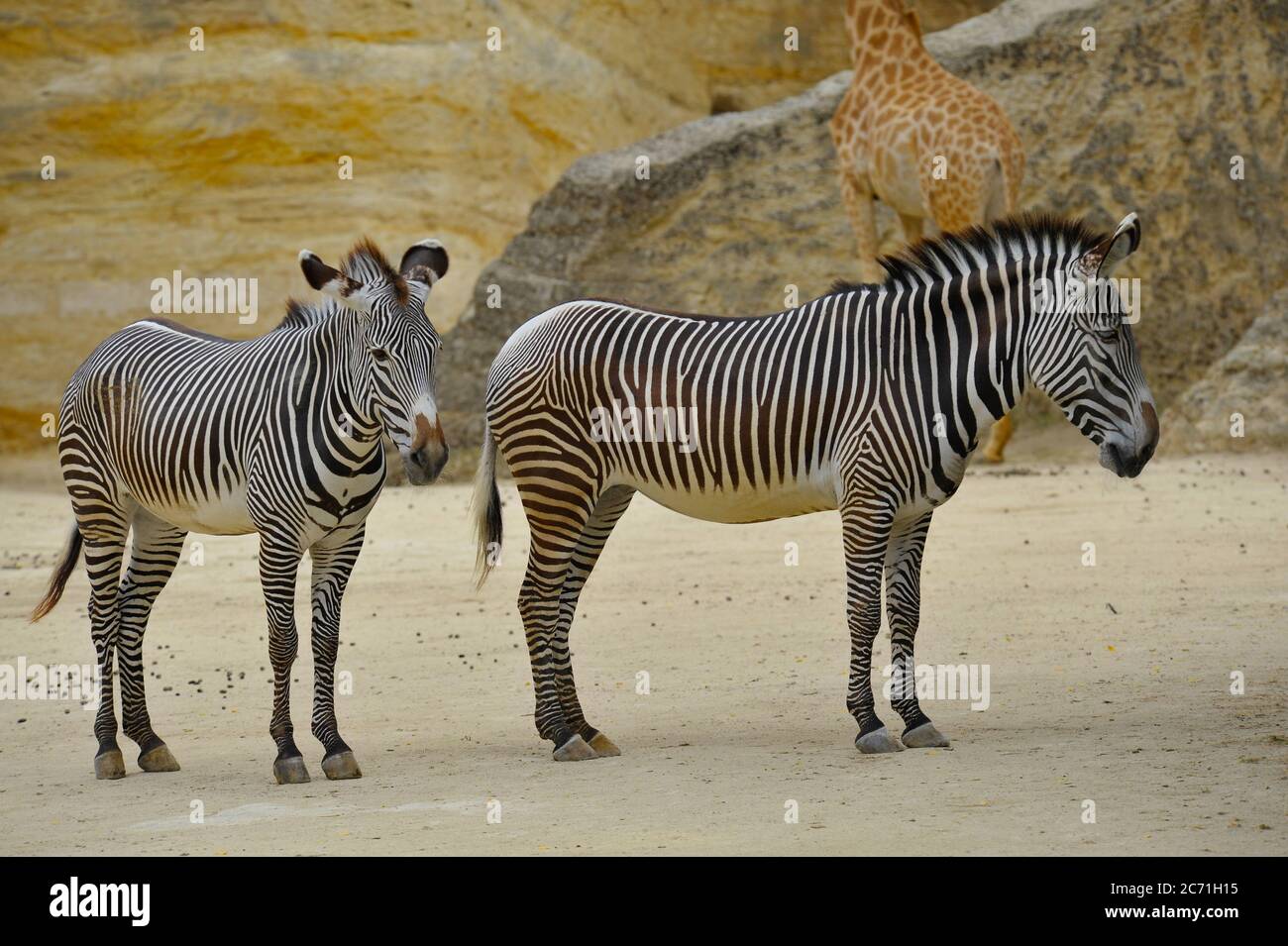 Biopark zoo doue la fontain france hi-res stock photography and images ...