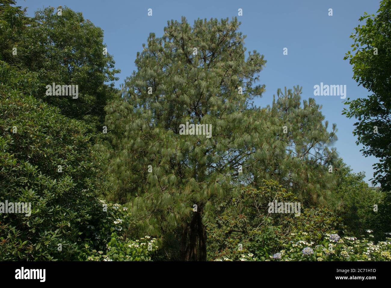 Ocote mexico hi-res stock photography and images - Alamy