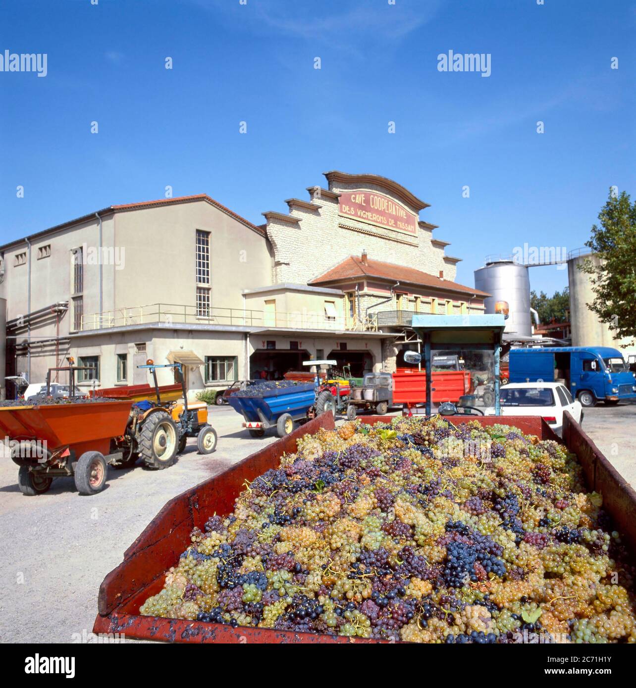 Grape harvest in France,the farmers bring with tractors their grapes to ...