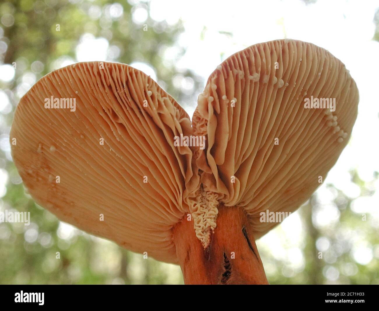 Mushrooms are a form of fungi found in natural settings around the ...