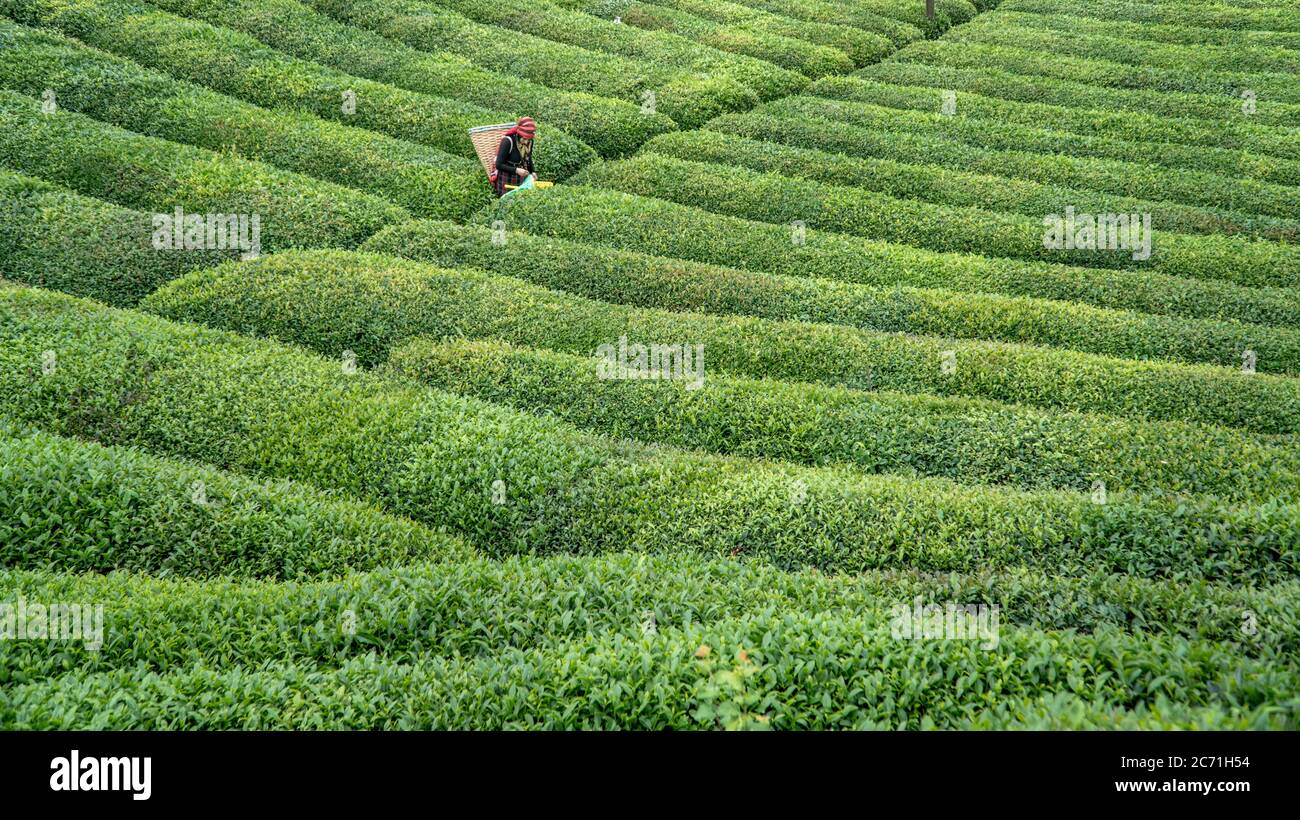 Turkey tea plantation hi-res stock photography and images - Alamy