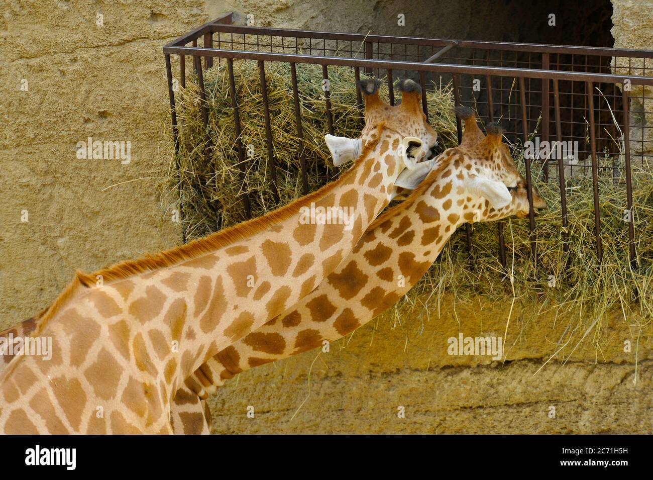 Black and white giraffes hi-res stock photography and images - Alamy