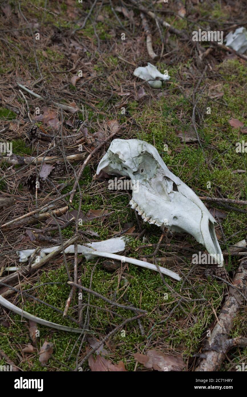 Wolf skull hi-res stock photography and images - Alamy