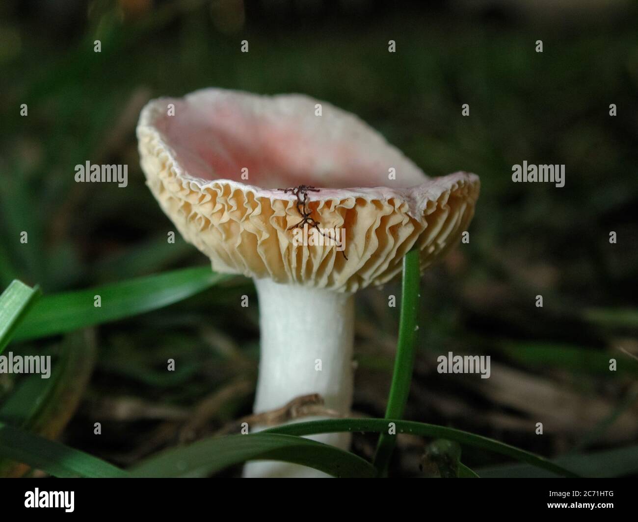 Mushrooms are a form of fungi found in natural settings around the ...