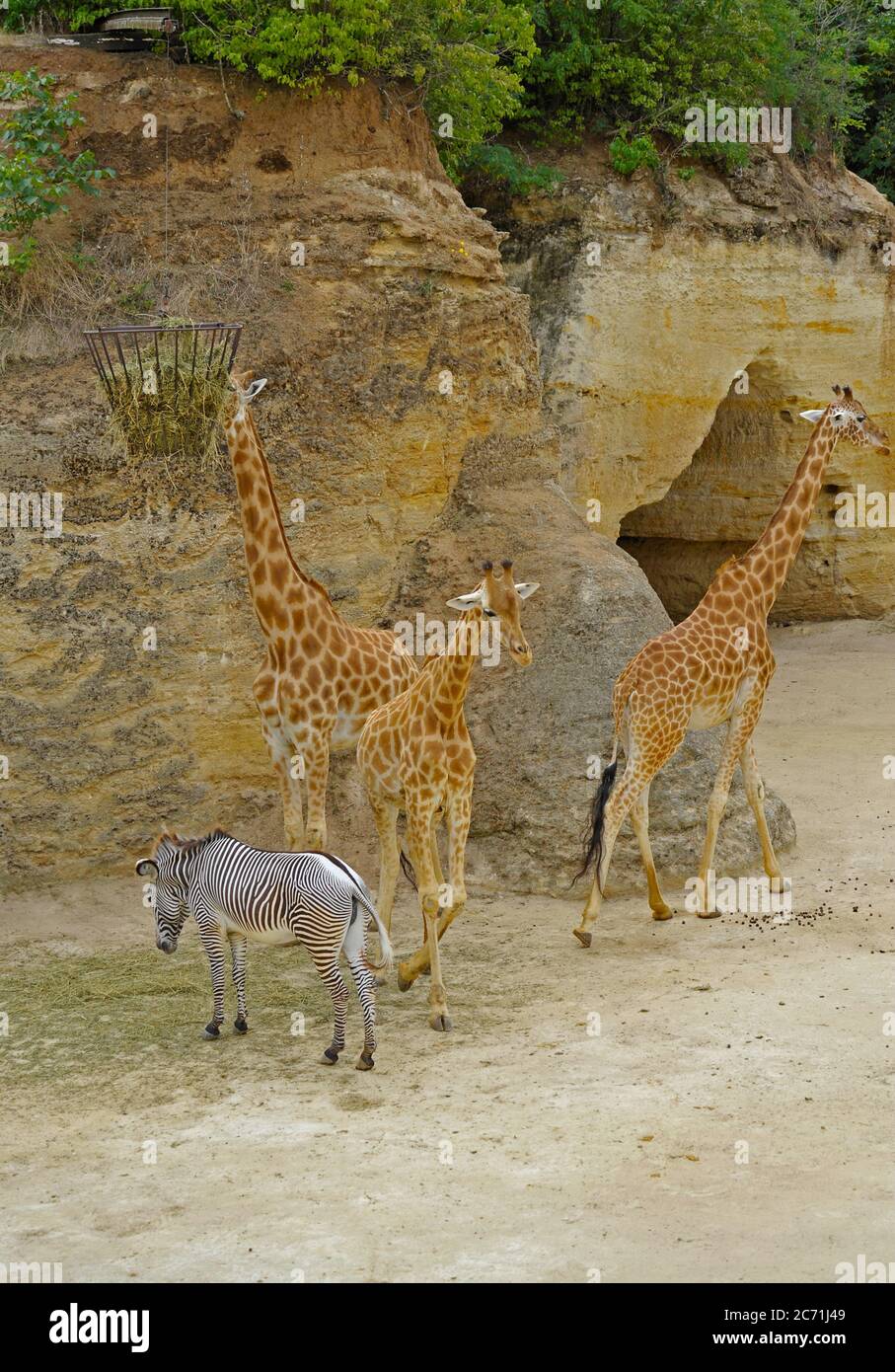 Giraffe zebra zoo hi-res stock photography and images - Alamy