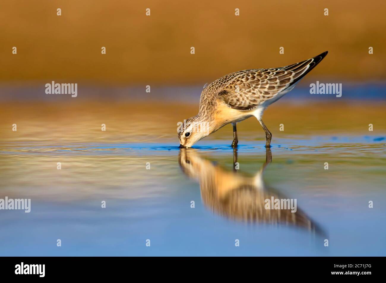 Water birds. Colorful natural background. Common water bird: Curlew ...