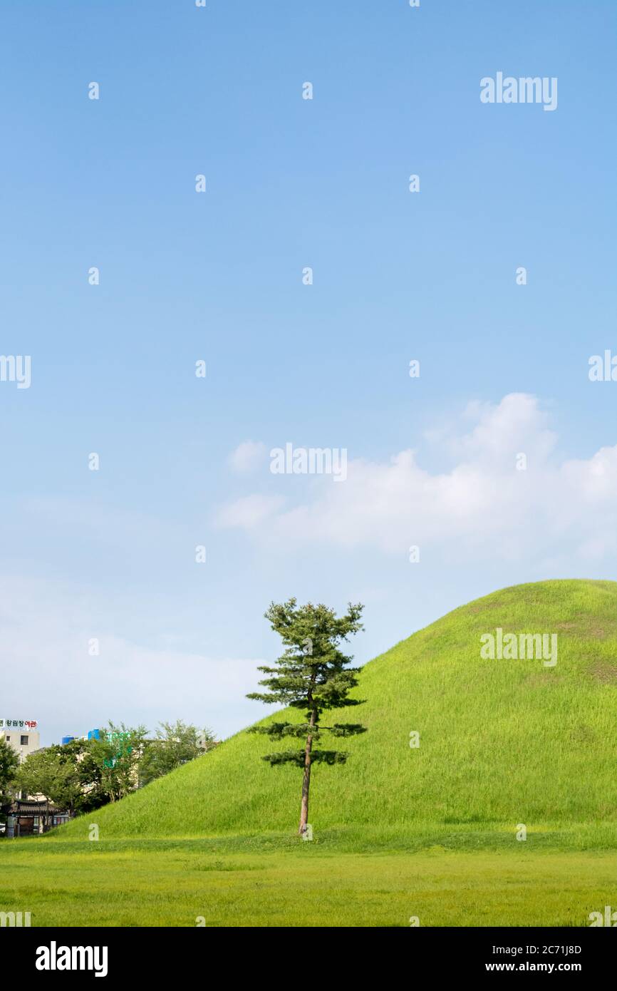 A single pine tree in front of the royal tomb in Daeruengwon, Gyeongju ...