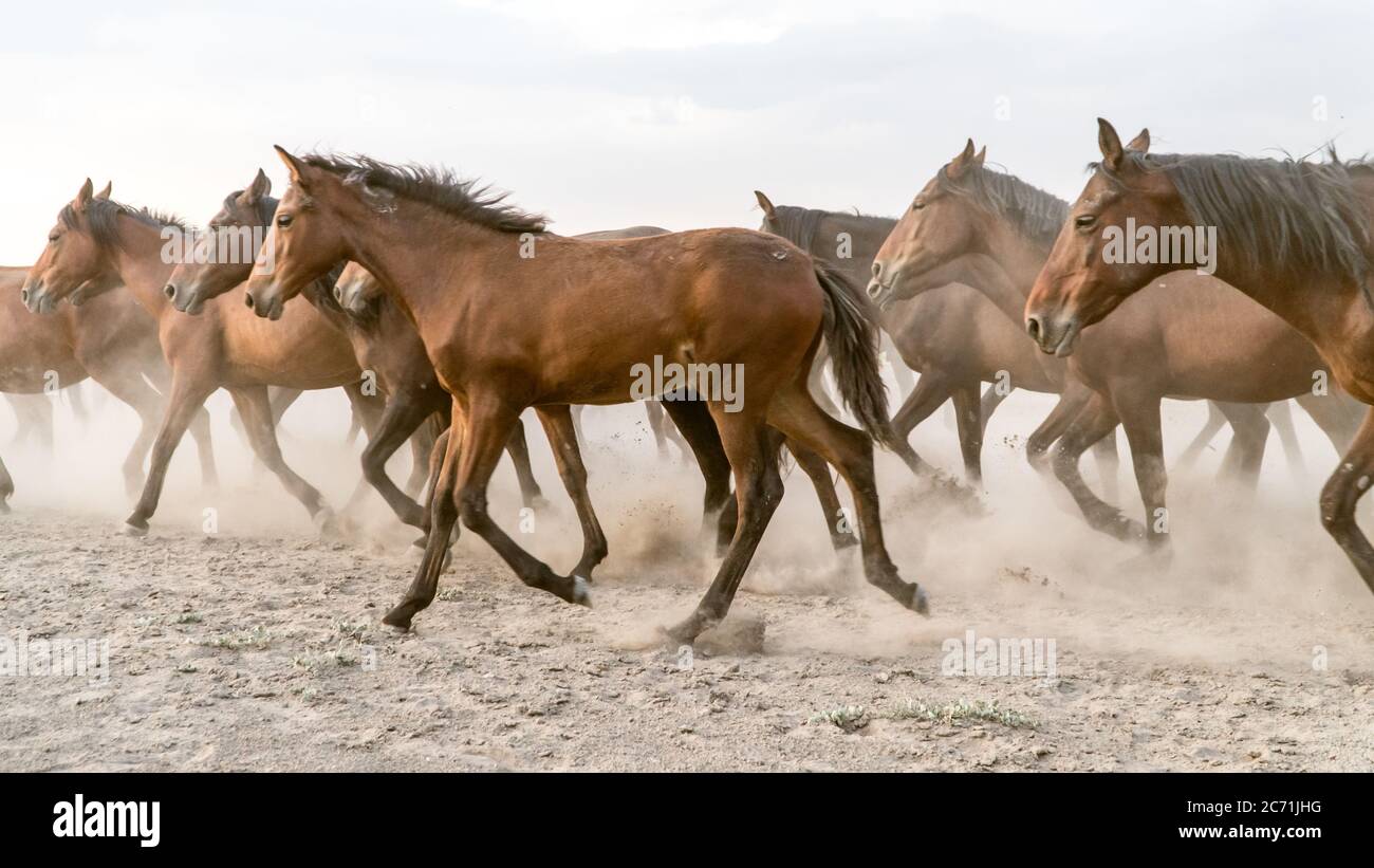 Kayseri, Turkey - November 2019: Horses running and kicking up dust ...