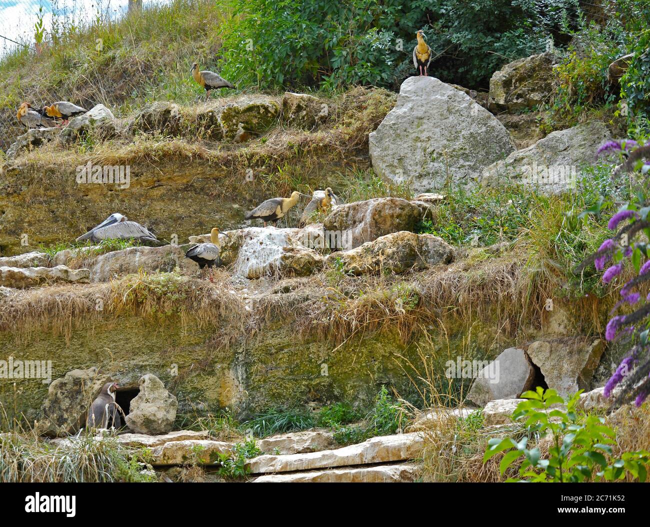 Penguin and Bird Enclosure Stock Photo - Alamy