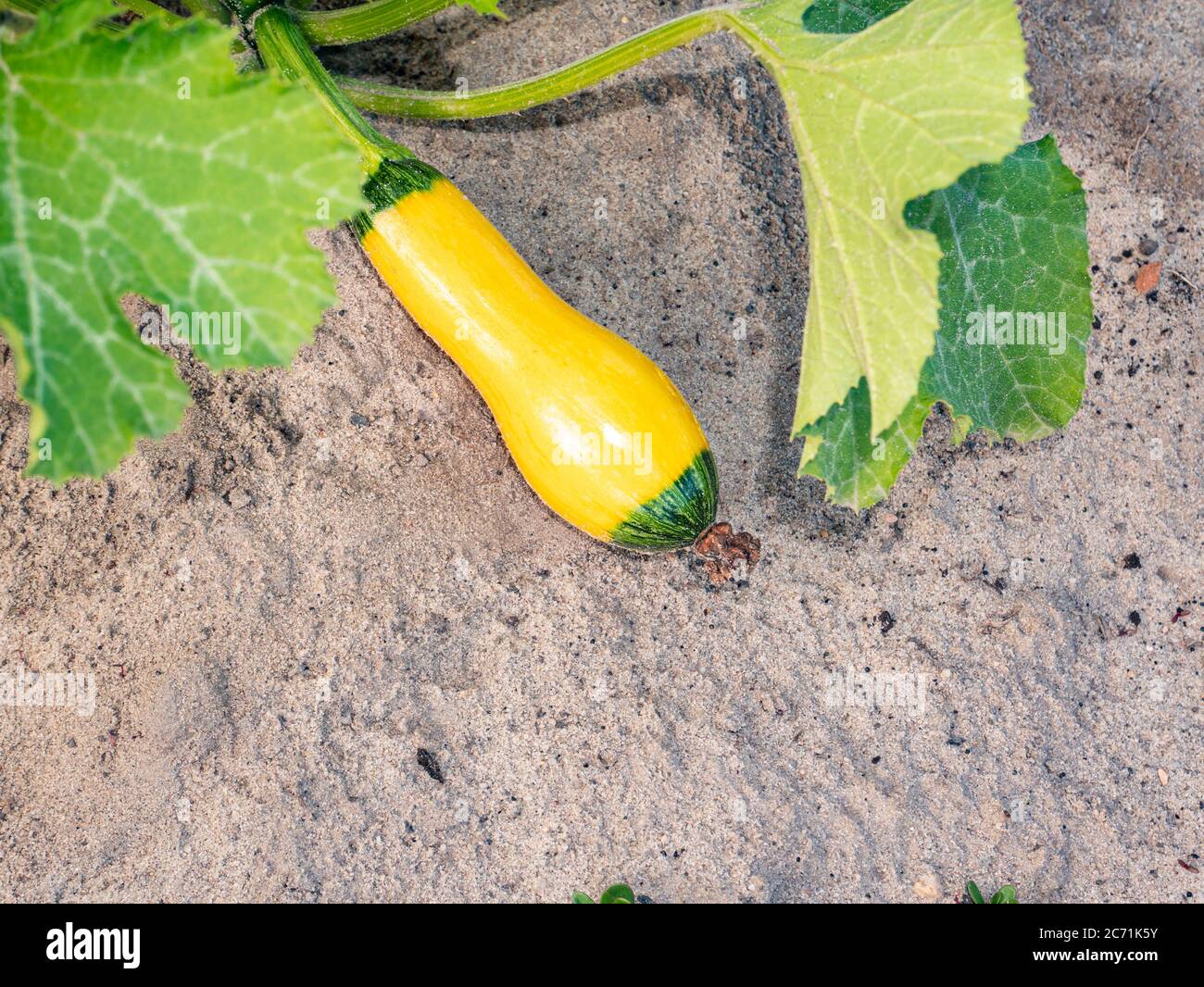 Yellow vegetable marrow on a farm field bed Stock Photo - Alamy