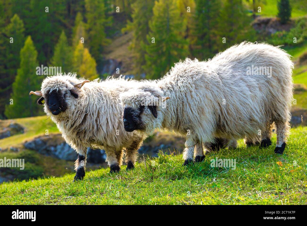 Valais Blacknose Sheep High Resolution Stock Photography and Images - Alamy