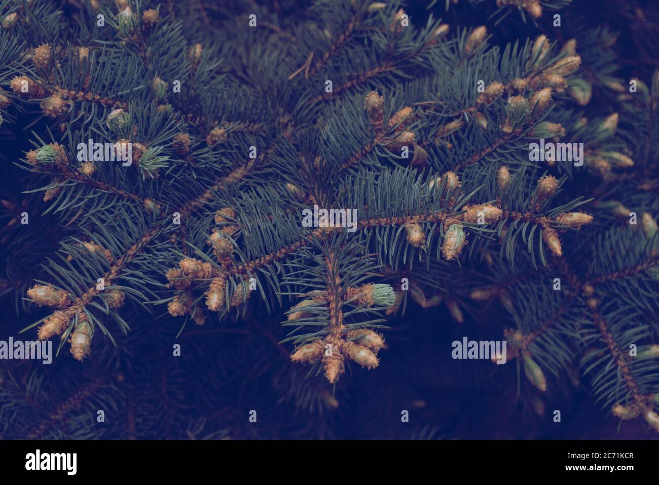 Green spruce branches dark hi-res stock photography and images - Alamy