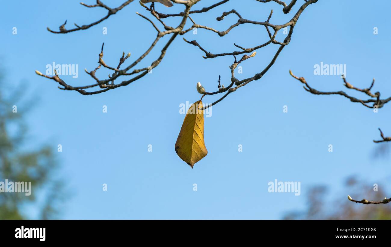 Tree on the left of the frame hi-res stock photography and images - Alamy