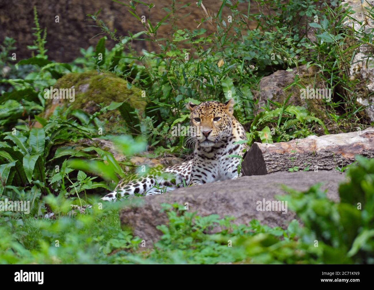 Tropical shrubs hi-res stock photography and images - Alamy