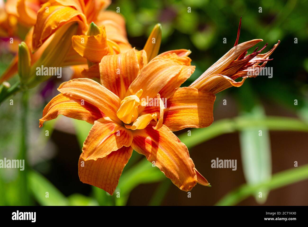 Hemerocallis Fulva High Resolution Stock Photography and Images - Alamy