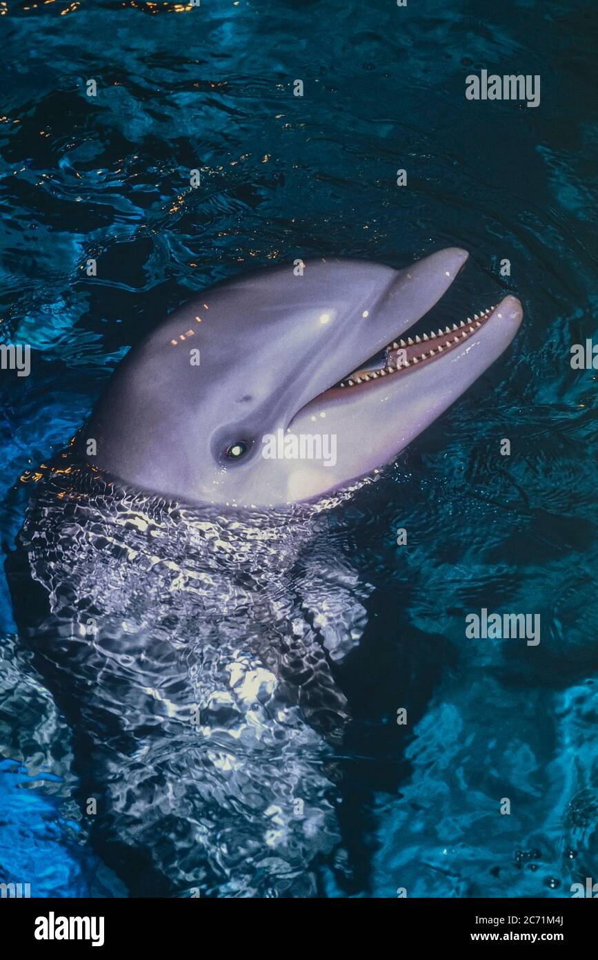 A captive dolphin at The Dolphinarium at Brighton Aquarium, East Sussex ...