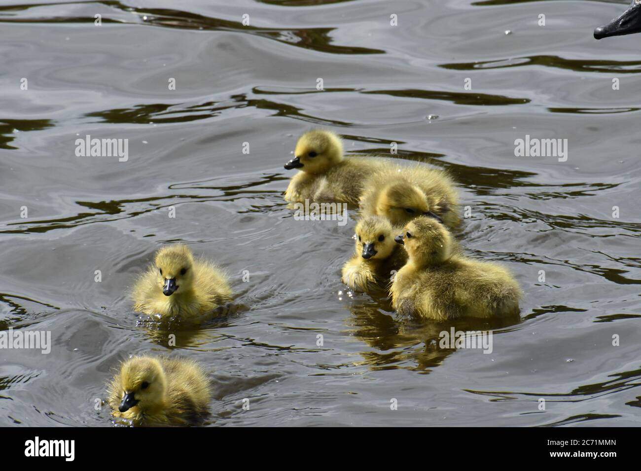 six-goslings-swimming-stock-photo-alamy