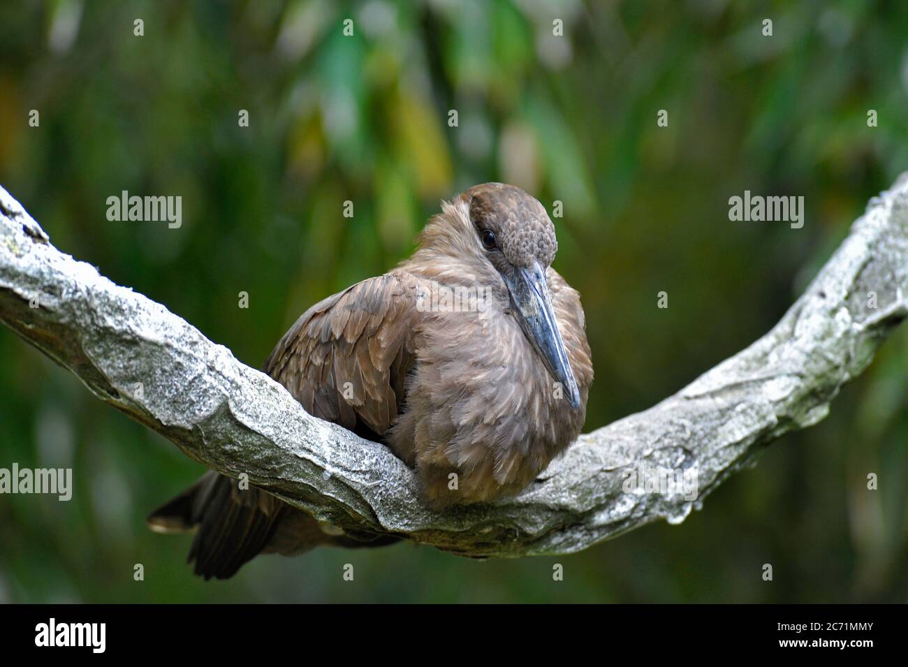African bird species hi-res stock photography and images - Alamy