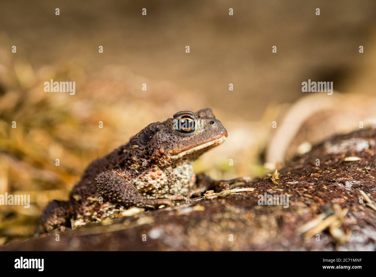 A common toad photographed in mid Wales Stock Photo - Alamy