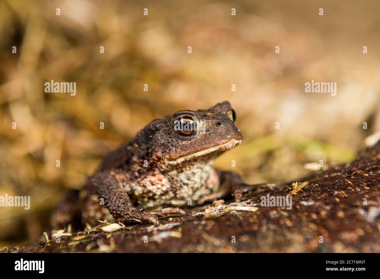 Common toad in the natural environment hi-res stock photography and ...