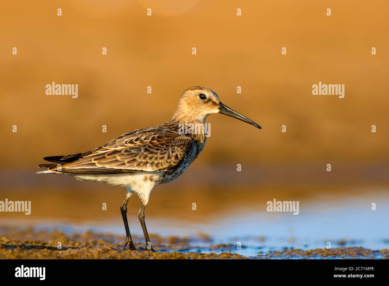 Water birds. Colorful natural background. Common water bird: Curlew ...