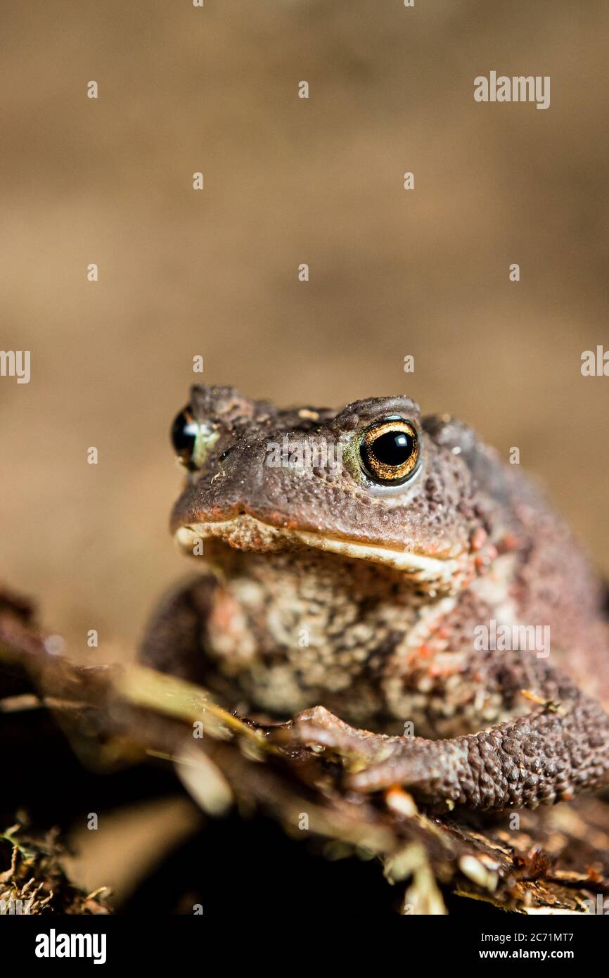 A common toad photographed in mid Wales Stock Photo - Alamy