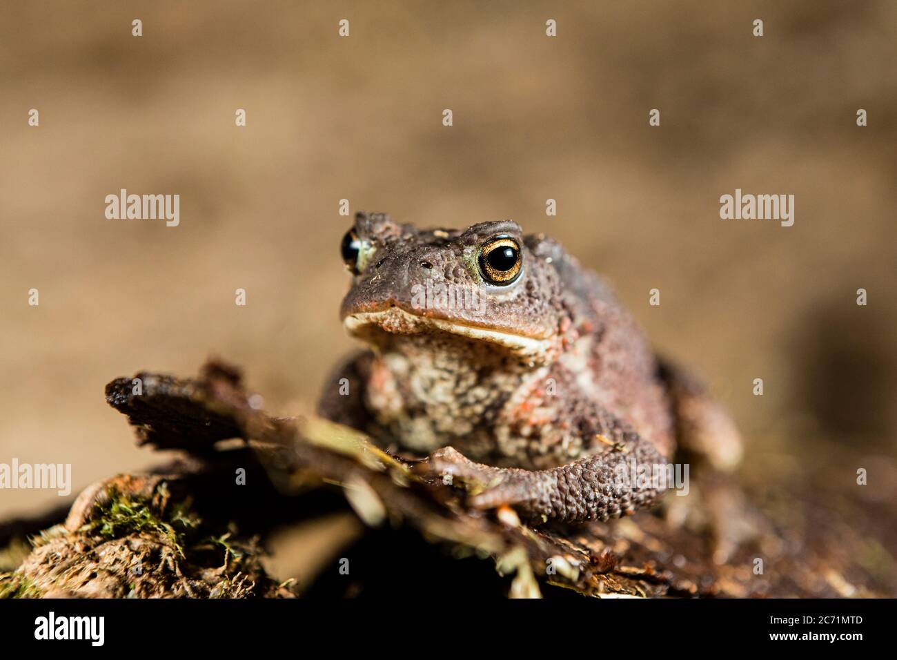 A common toad photographed in mid Wales Stock Photo - Alamy
