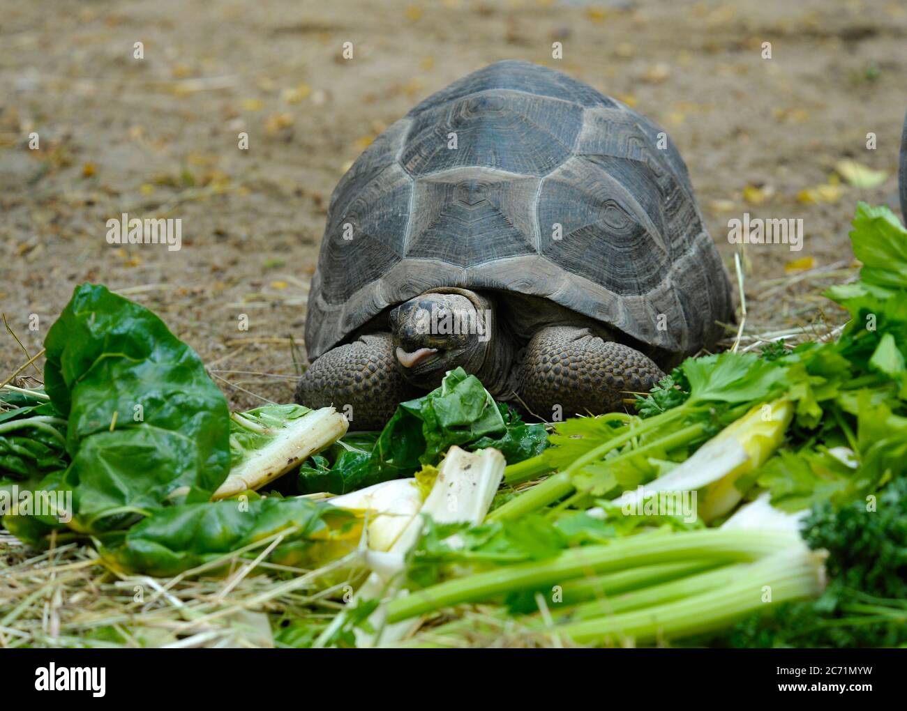Tortoise enclosure hi-res stock photography and images - Alamy