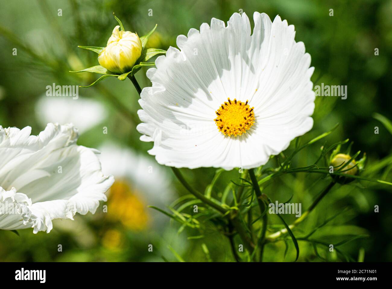 Cup Shaped Flowers High Resolution Stock Photography and Images - Alamy