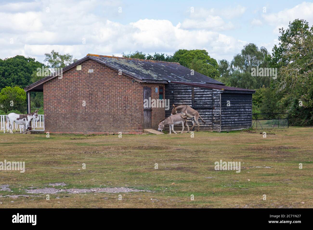 Donkeys mating behind the shed in the New Forest National Park ...
