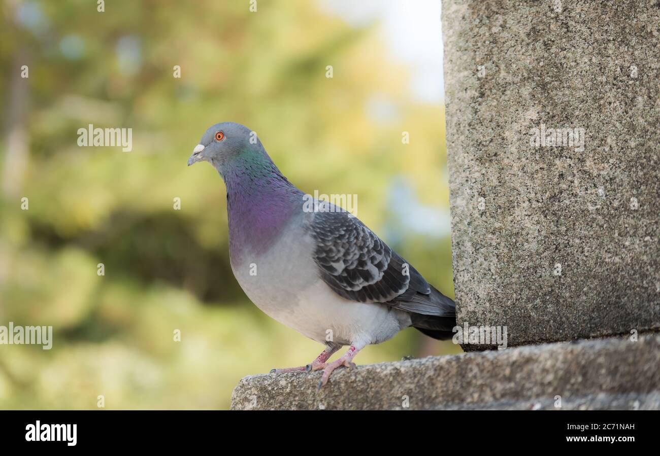 A close up shoot of pigeon Stock Photo - Alamy