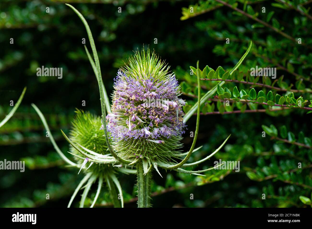 Common teasels hi-res stock photography and images - Alamy