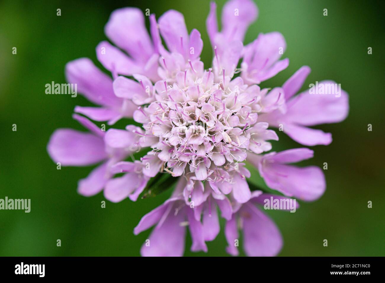 The flower of a small scabious (Scabiosa columbaria Stock Photo - Alamy