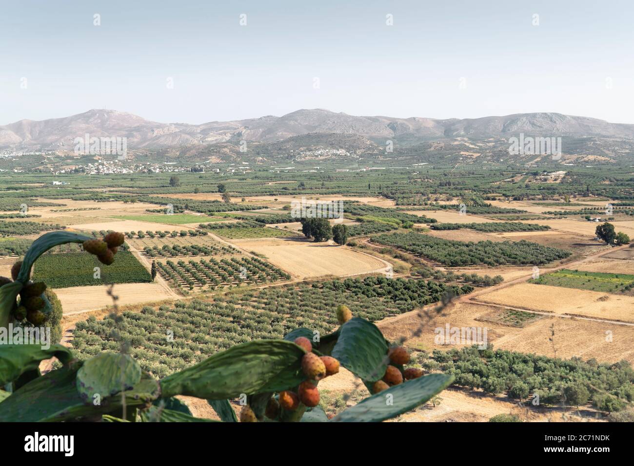 Olive grove view from above in Crete, Greece Stock Photo - Alamy