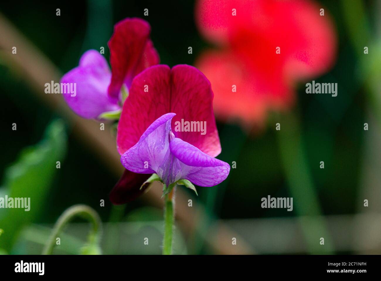 The flowers of sweet pea Spencer Waved mix (Lathyrus odoratus Spencer ...