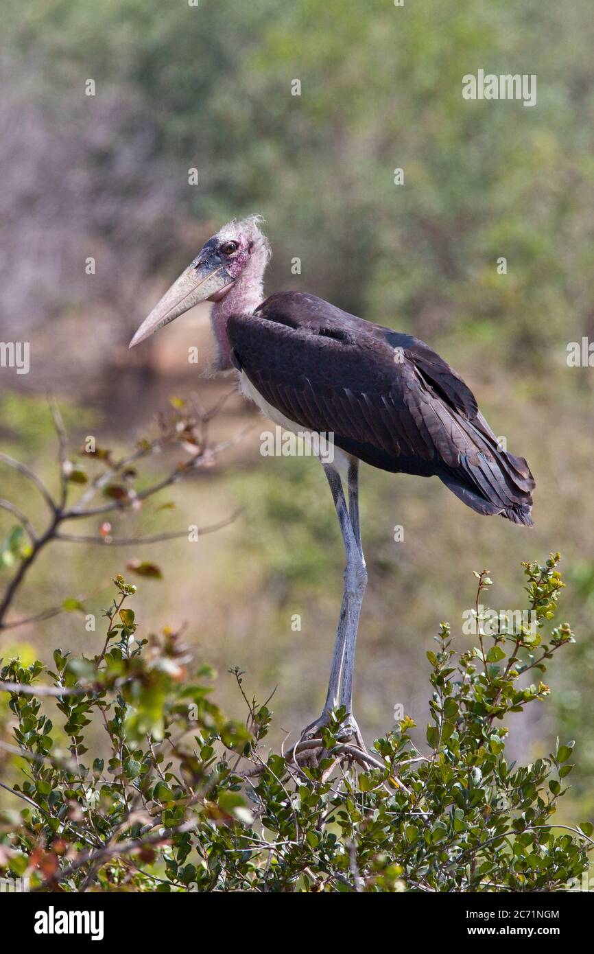 Breeds in africa hi-res stock photography and images - Alamy