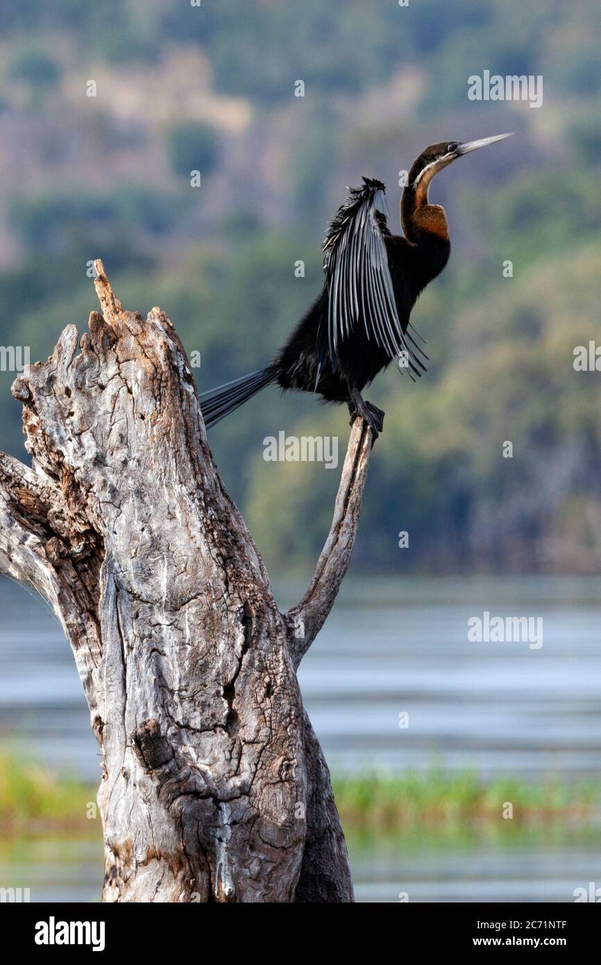 African Darter (Anhinga rufa) sometimes called the snakebird, on the ...