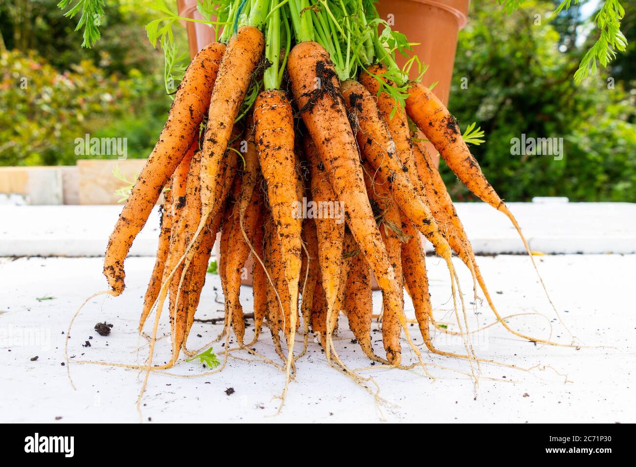 Carrots pot hi-res stock photography and images - Alamy
