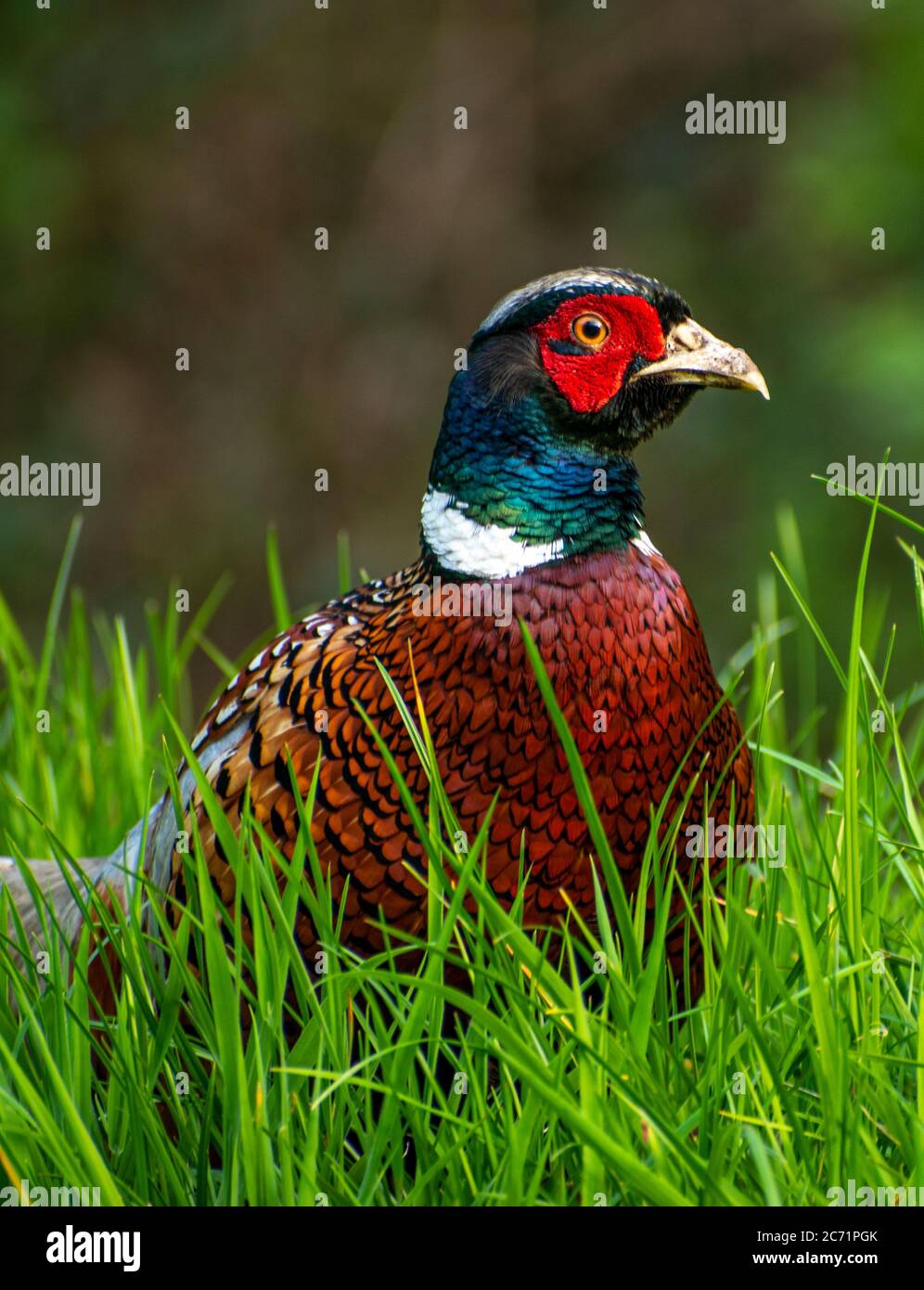 Common Pheasant up close Stock Photo - Alamy