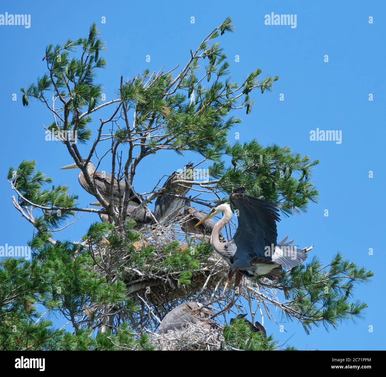 A Great Blue Heron has legs and wings extended seconds from landing at ...