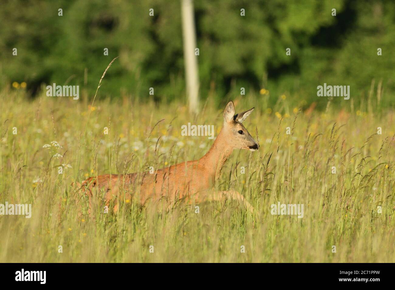 Close view roe deer capreolus hi-res stock photography and images - Alamy