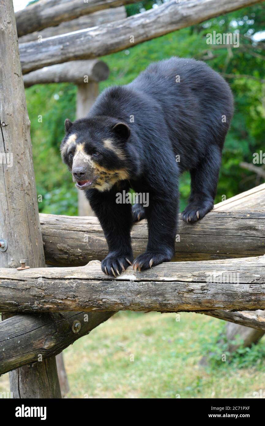 Short faced bear hi-res stock photography and images - Alamy