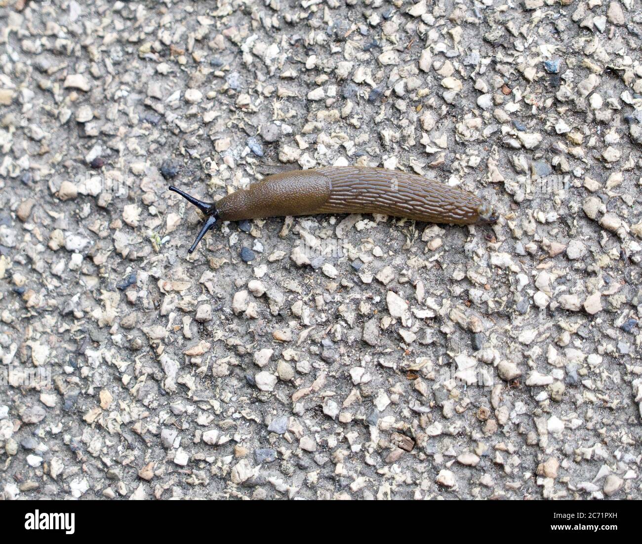 Slug on coarse gravel background with space for copy below Stock Photo ...