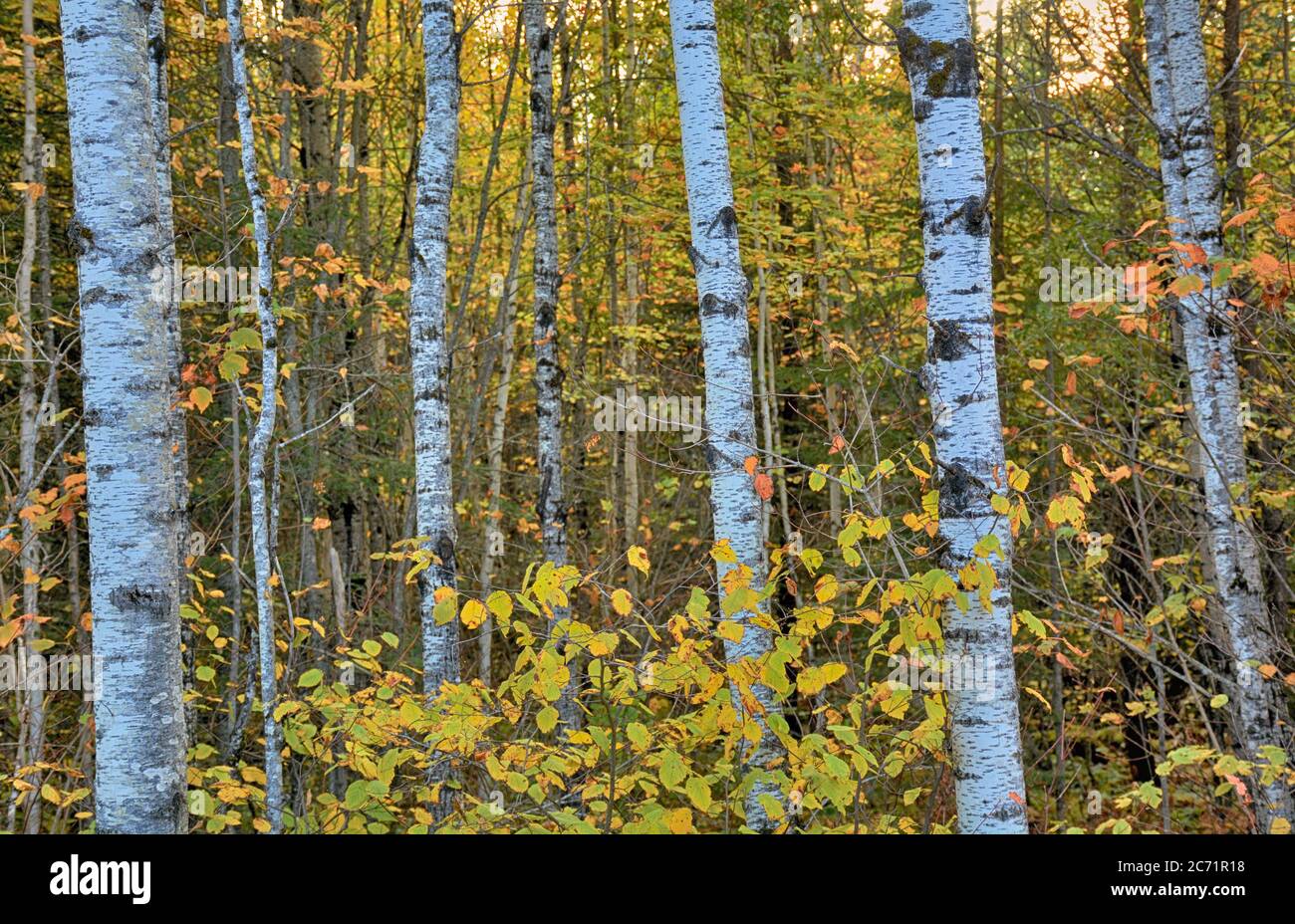 Birch trees and autumn color in a northern Minnesota forest Stock Photo ...