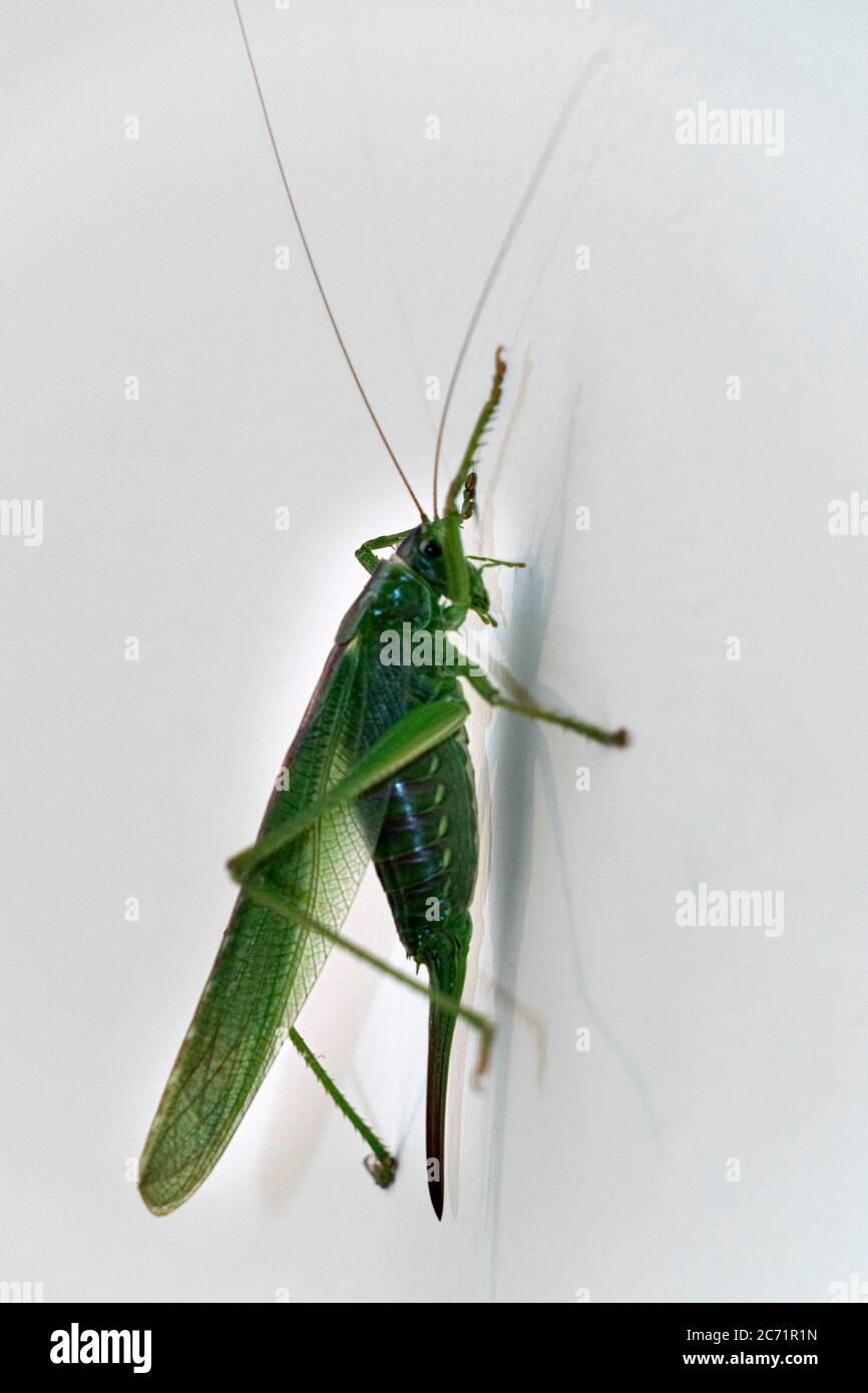 green grasshopper inside house detail Stock Photo - Alamy