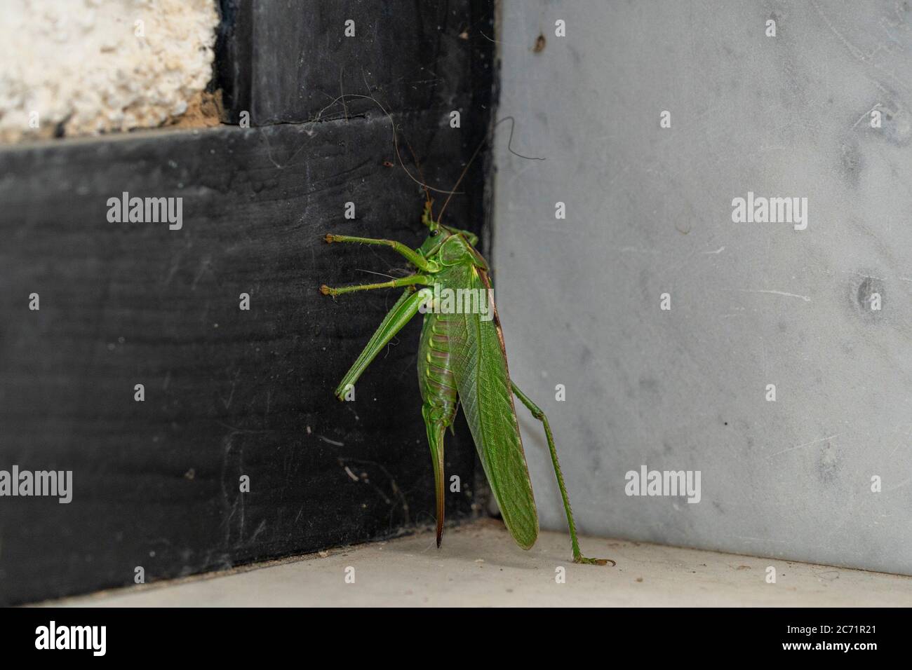 green grasshopper inside house detail Stock Photo - Alamy