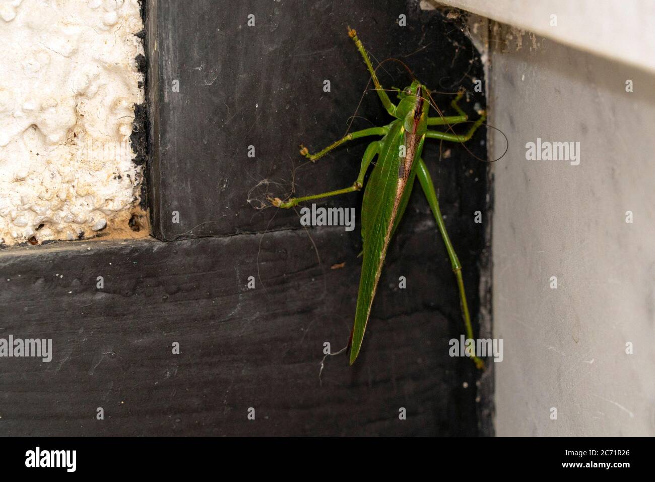 green grasshopper inside house detail Stock Photo - Alamy