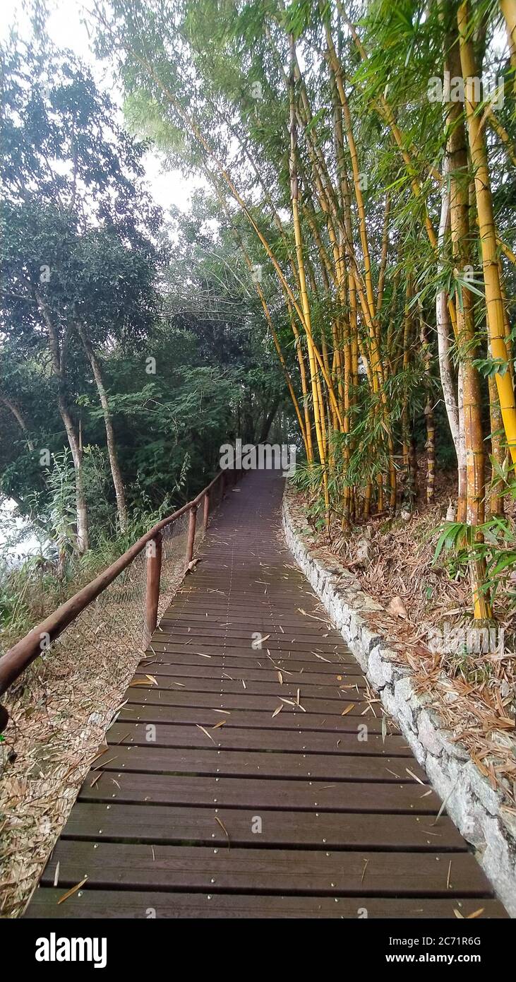 Marvelous pathway in the jungle. Wood floor and misty scene. Lonely ...